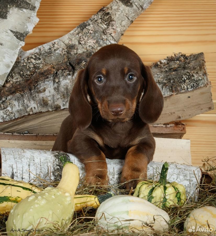 Шоколадные и черно-подпалые таксята