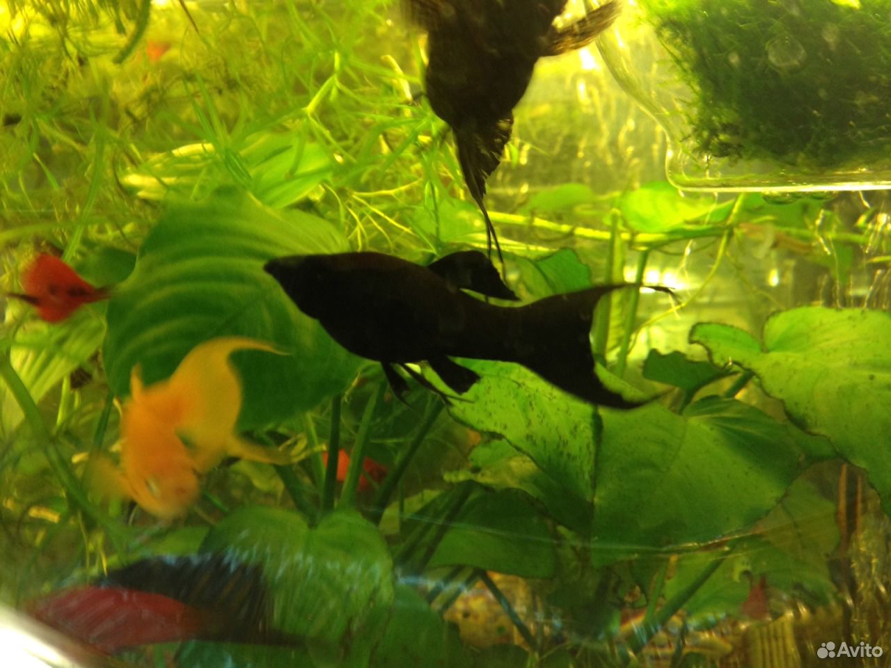 Черные молинезии,мечносцы, пицилии,креветки