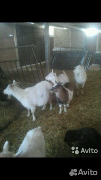 Козы дойные. Продажа обмен