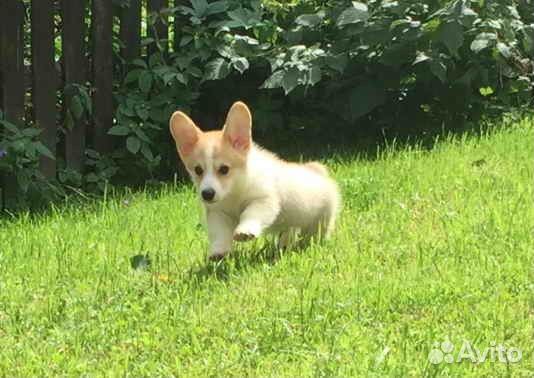 Клубный мальчик Зигар, Welsh Corgi