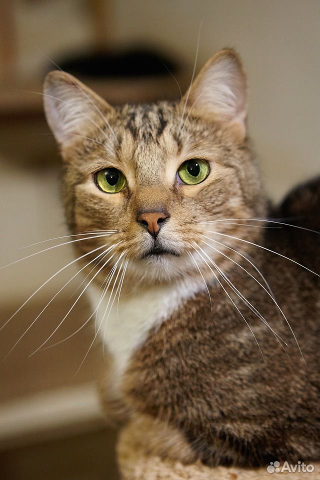 В дар добрым людям славный кот Голди