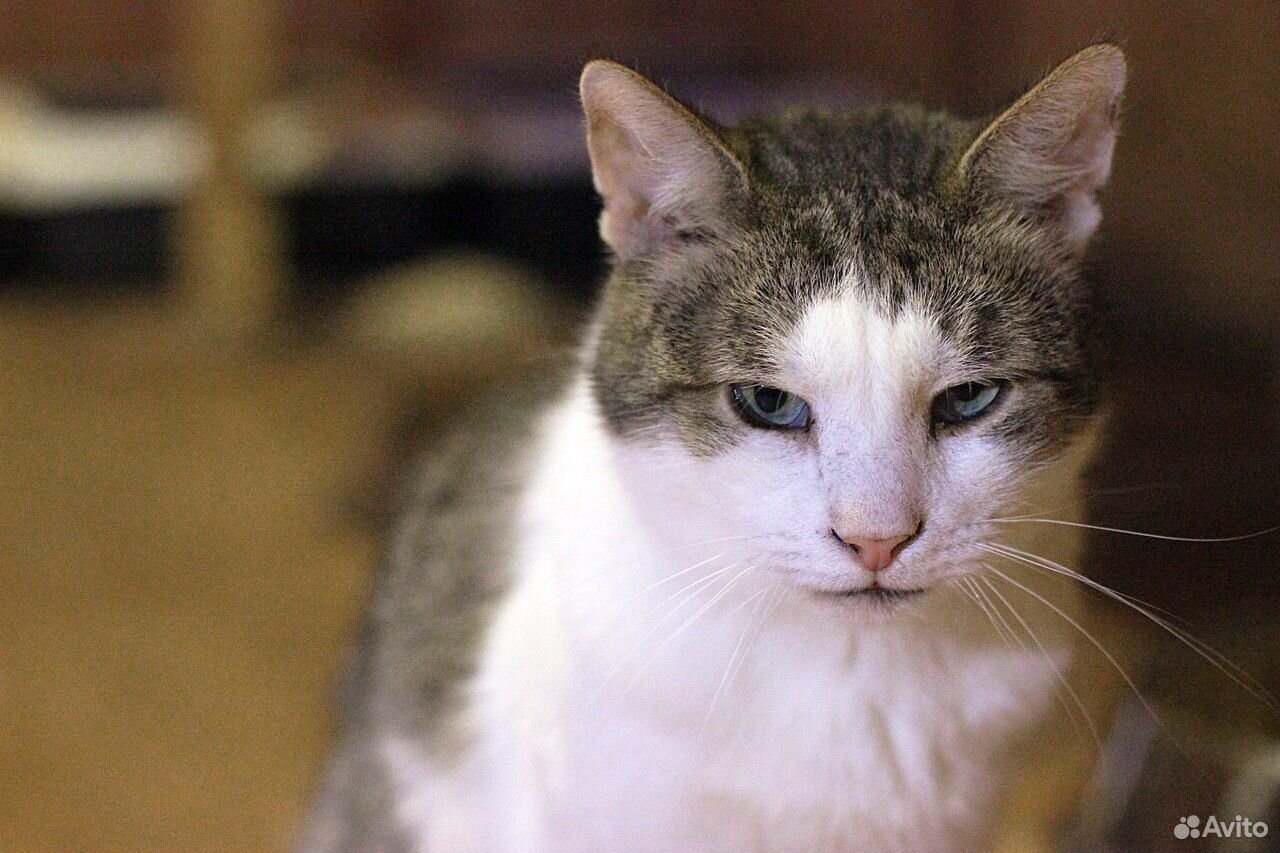 Мужественный, терпеливый приютский кот Черчиль дар