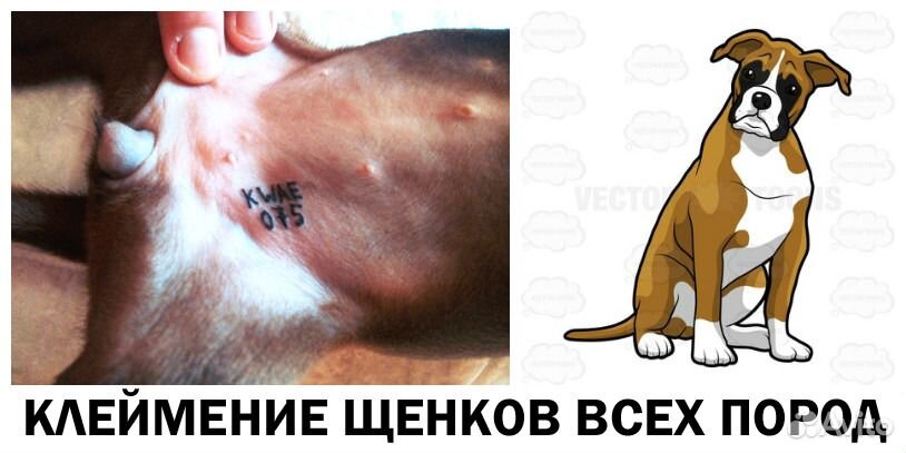 Бишончики. Клеймо. Клубная татуировка. Клеймение