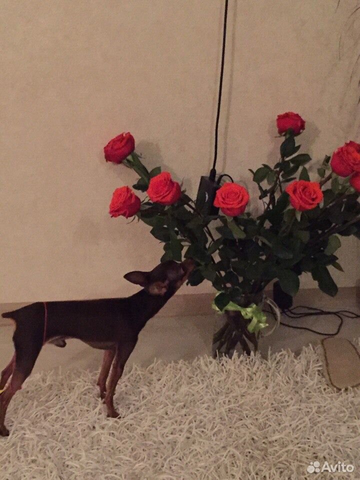 Вязка, мини тойчик