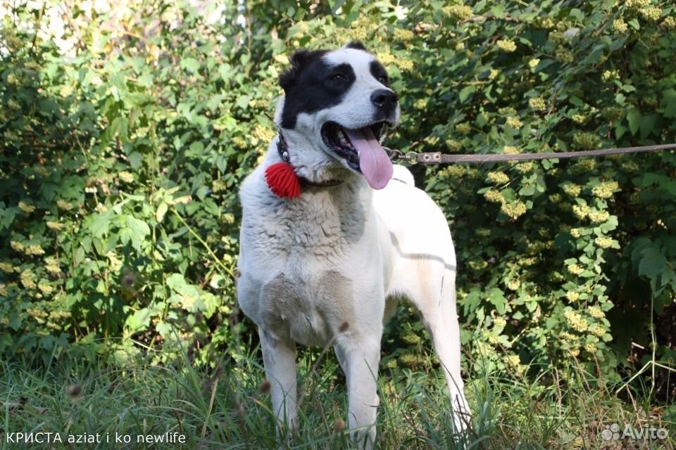 Криста - молодая алабаечка в дар