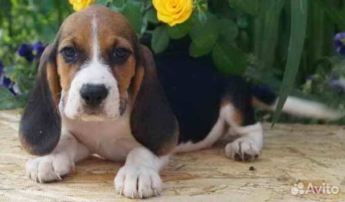 Малыш Лео породы Бигль