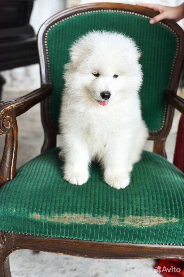 Щенки самоеда