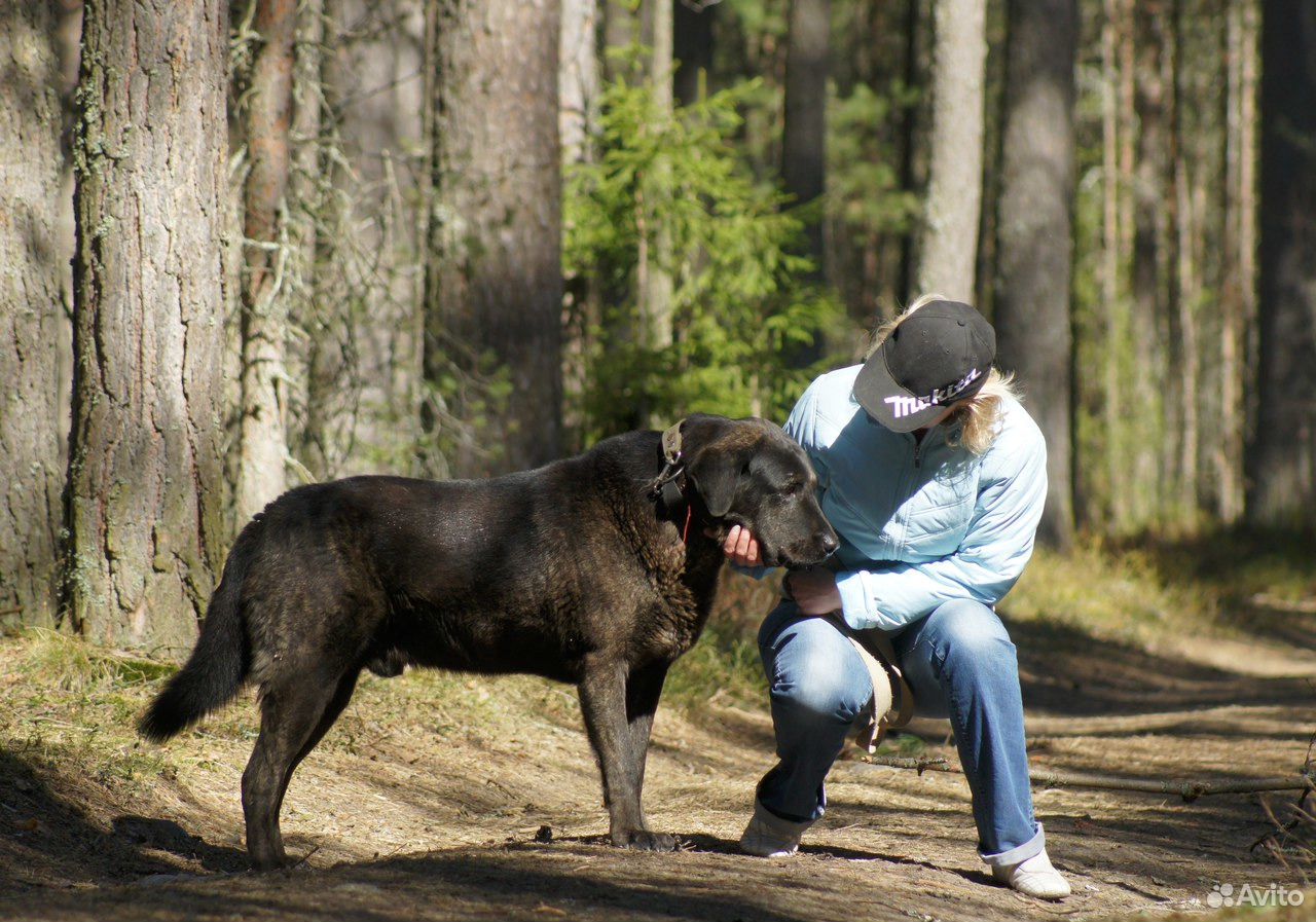 Крупный метис лабрадора, Барон ищет дом