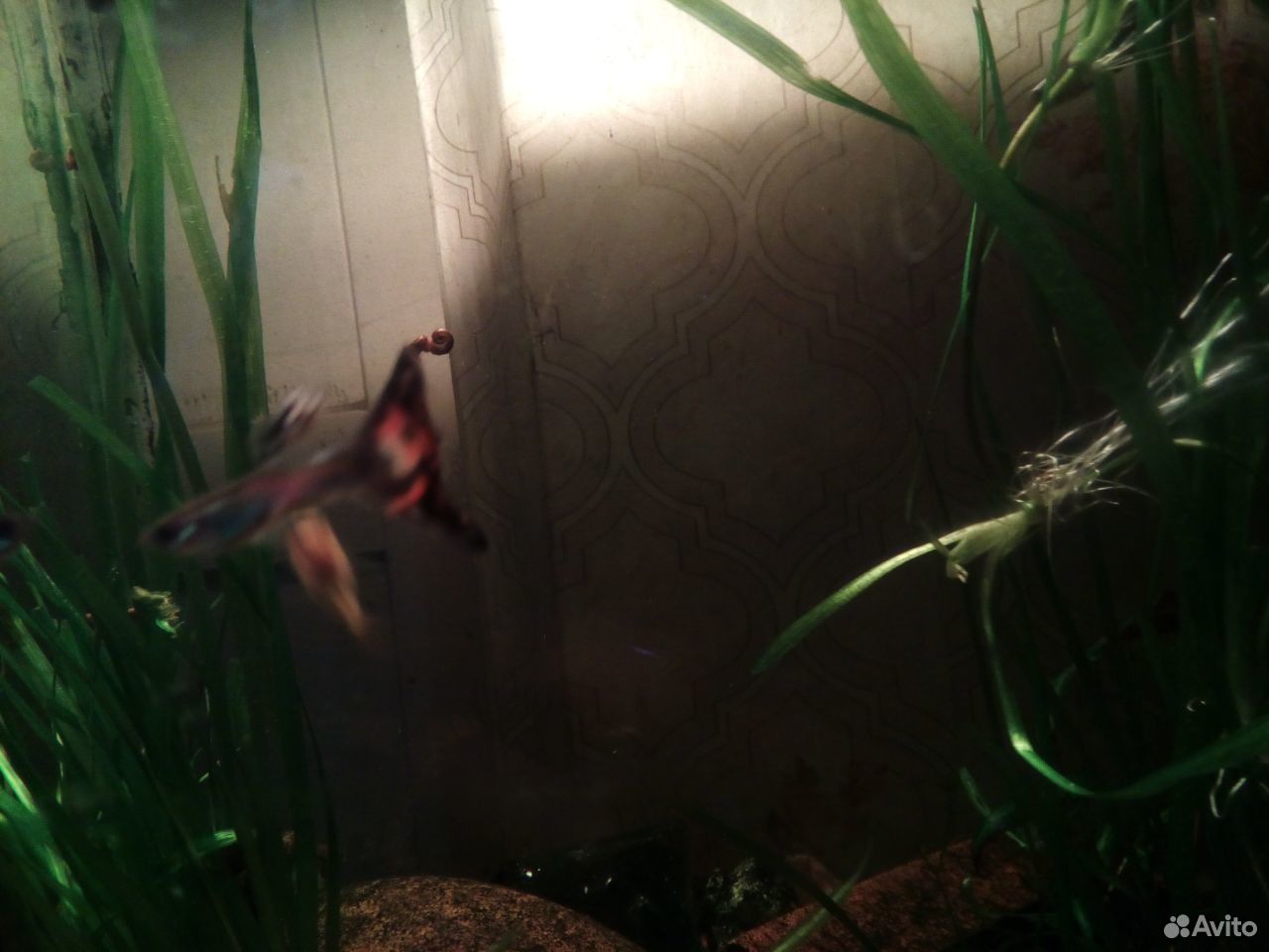 Рыбки гупики