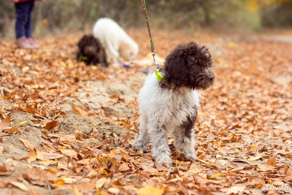 Лаготто романьоло