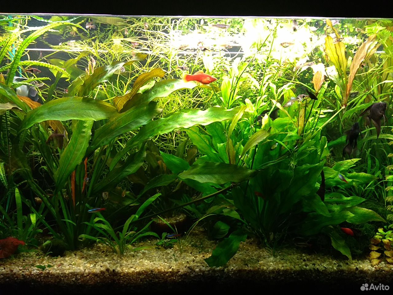 Аквариумные растения