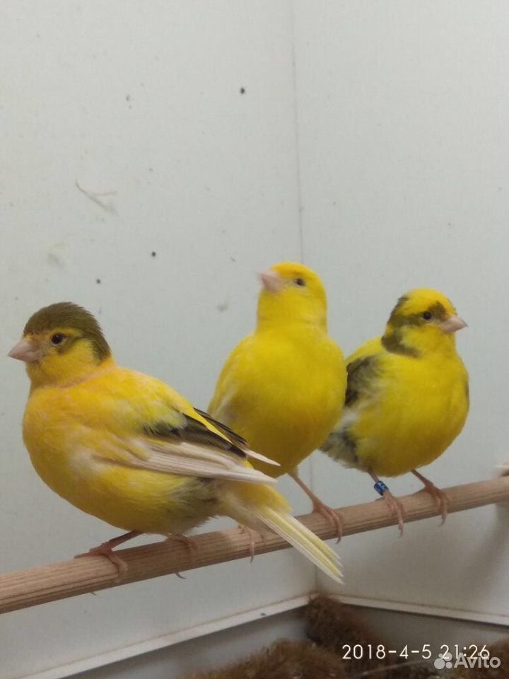 Канарейка файф фенси