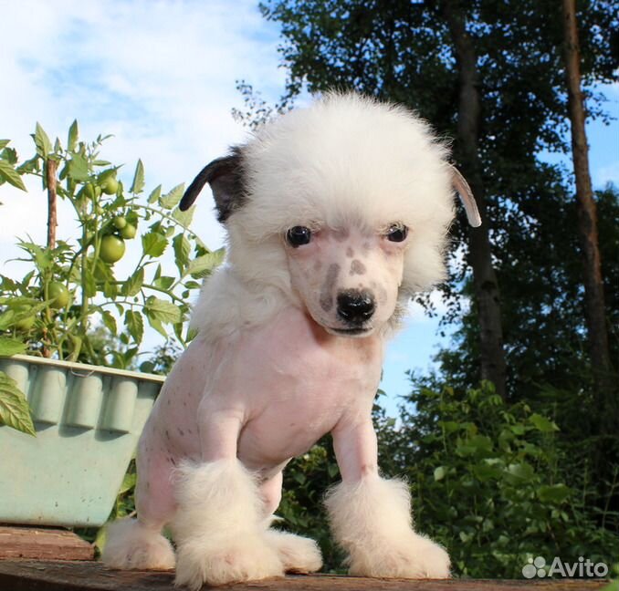 Голая маленькая девочка в горошек