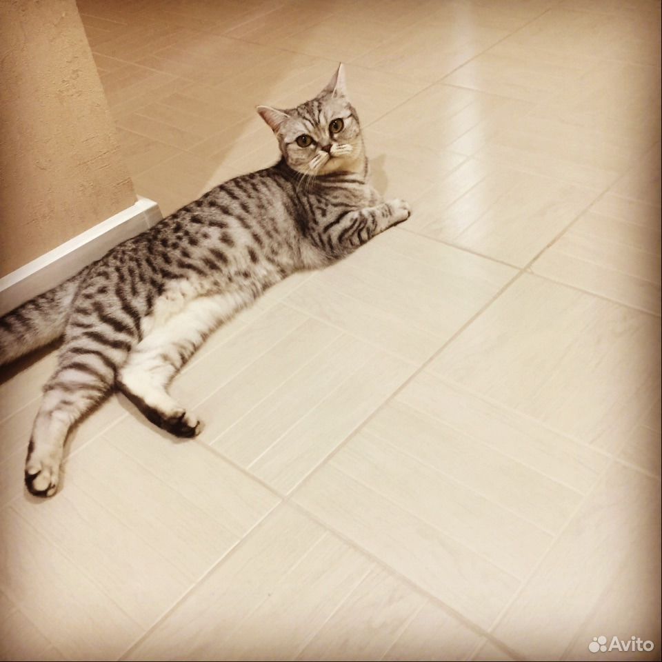 Кошечку шотландку