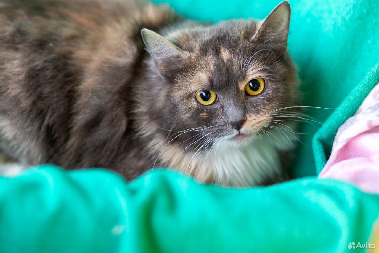 Нежный пушистик Нюша ищет дом