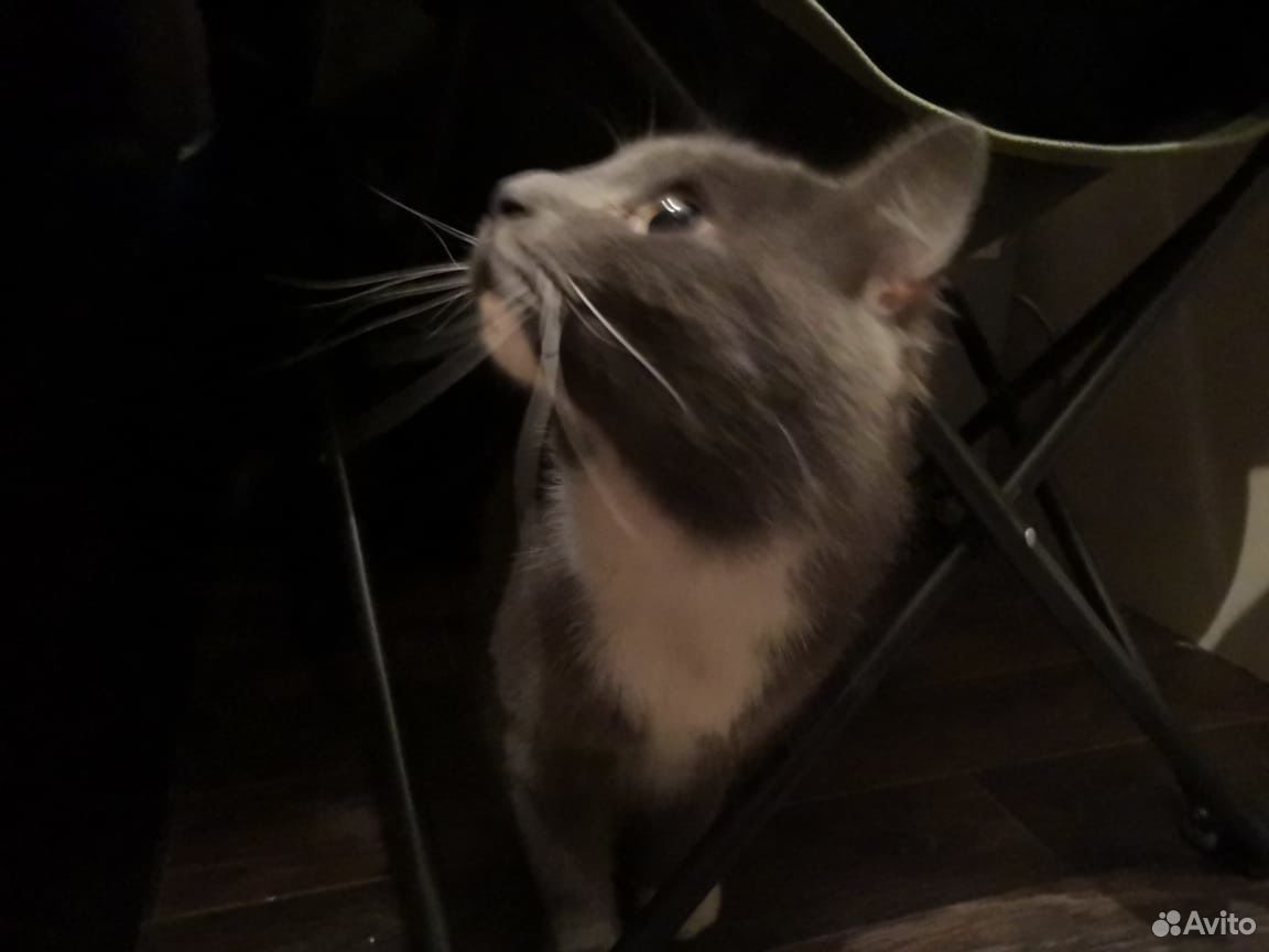 Кот в дар. Спокойный кот