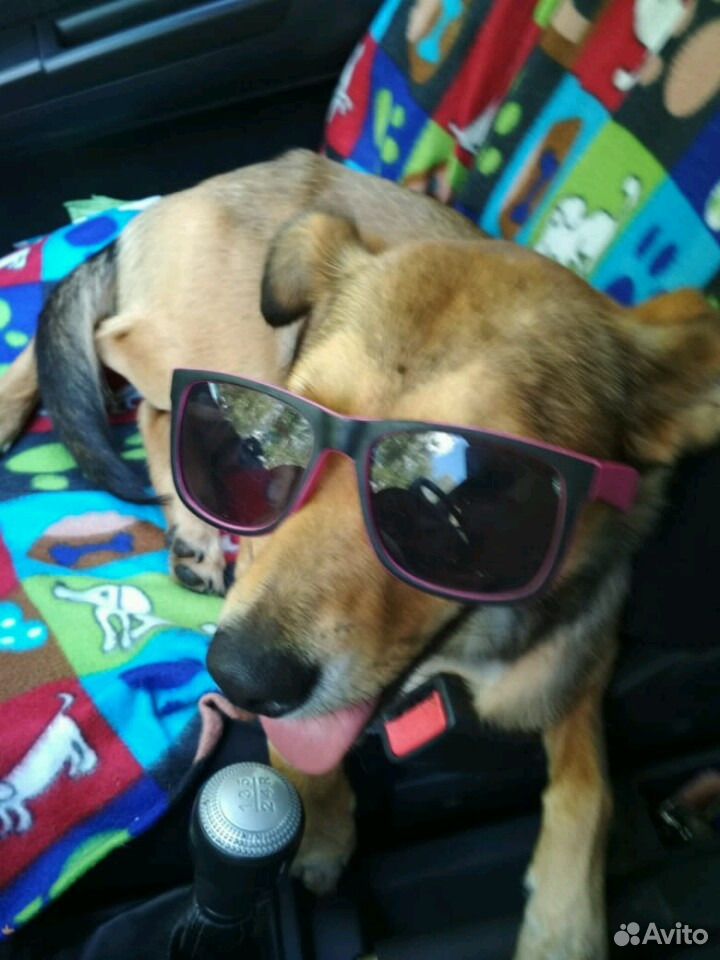 Маленькая собачка