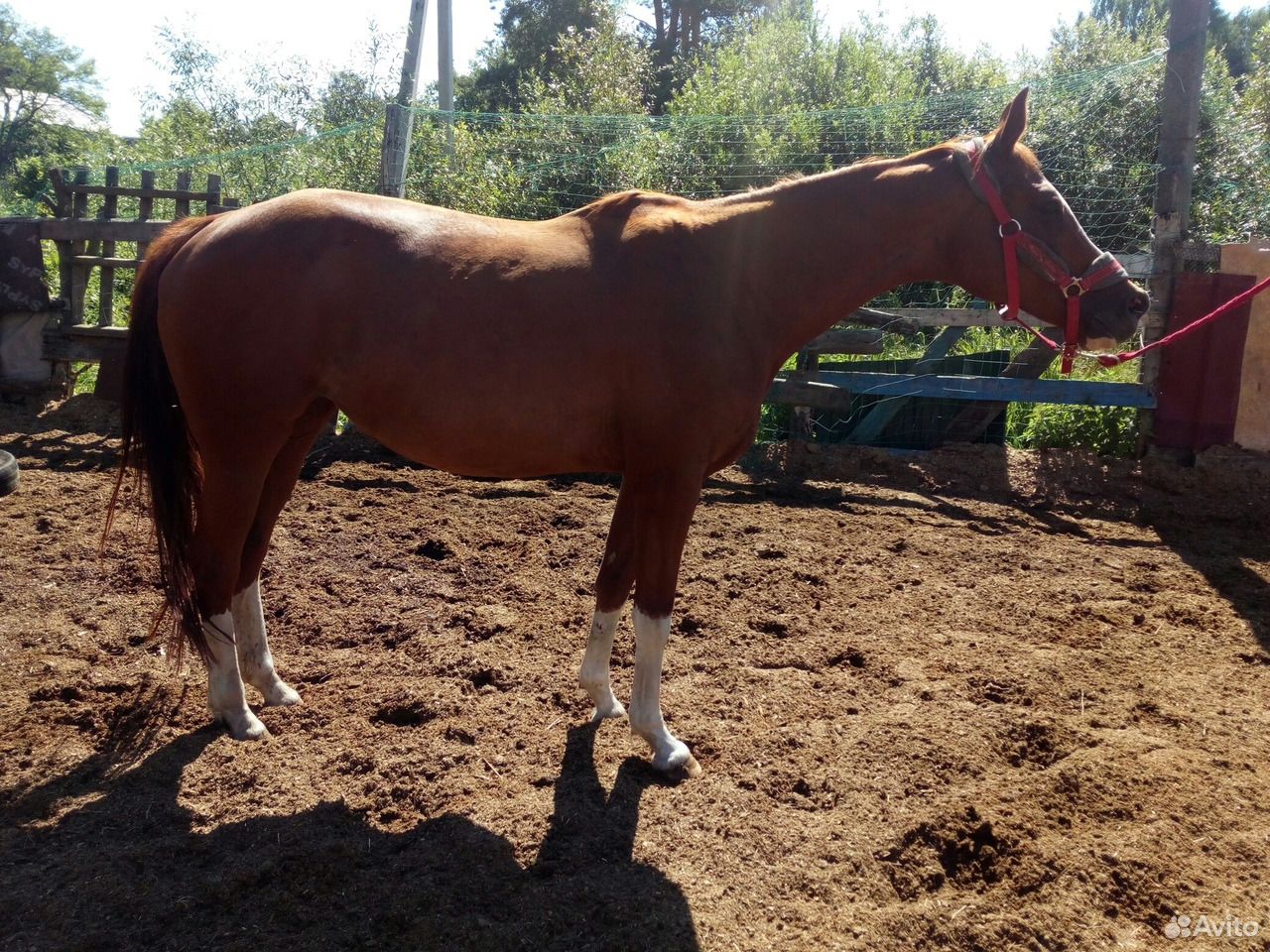 Продам лошадь