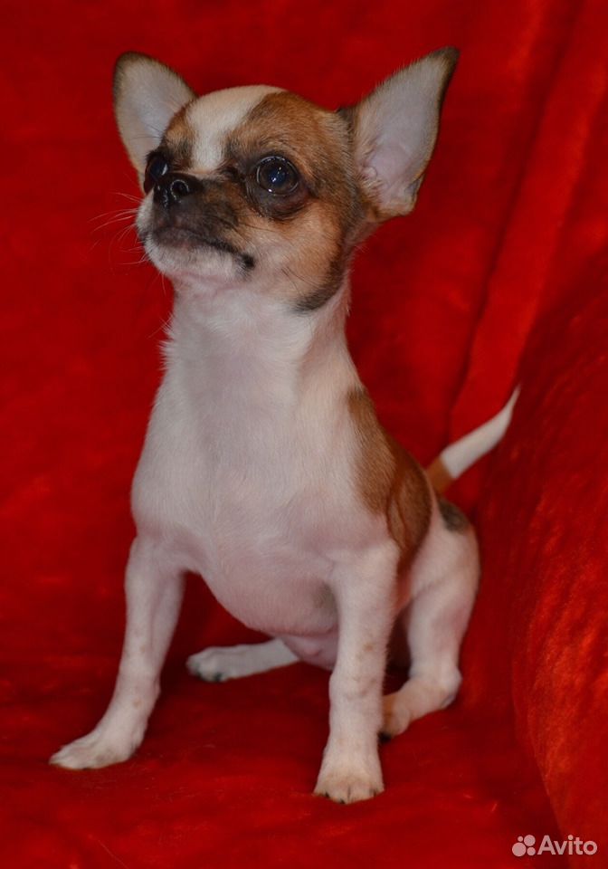 Чихуахуа девочка в продаже