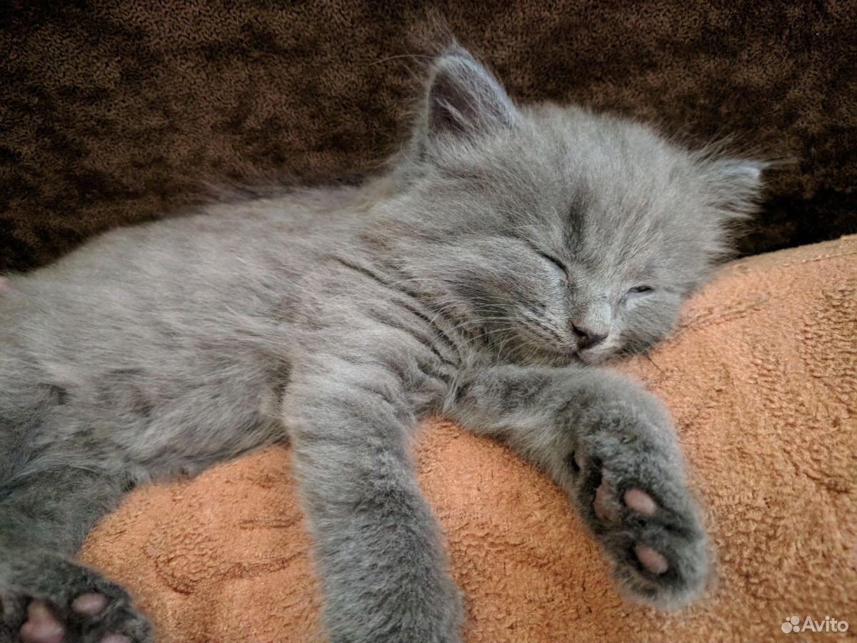 Котенок нибелунг