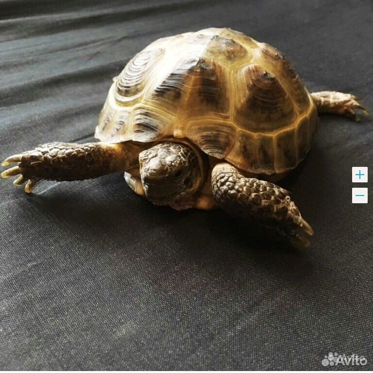 Сухопутная черепаха и всё для неё