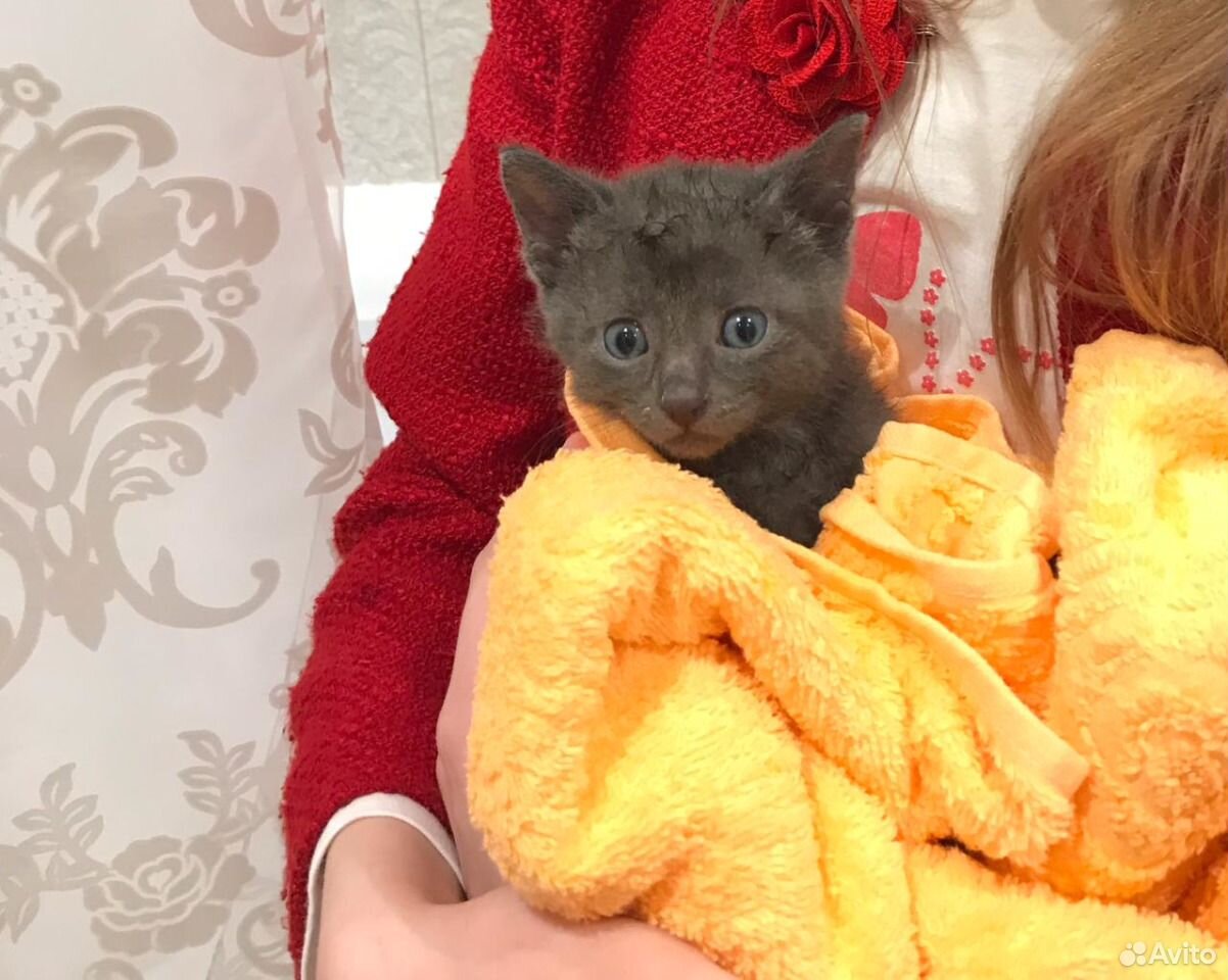 Очаровательные котята - радость в дом