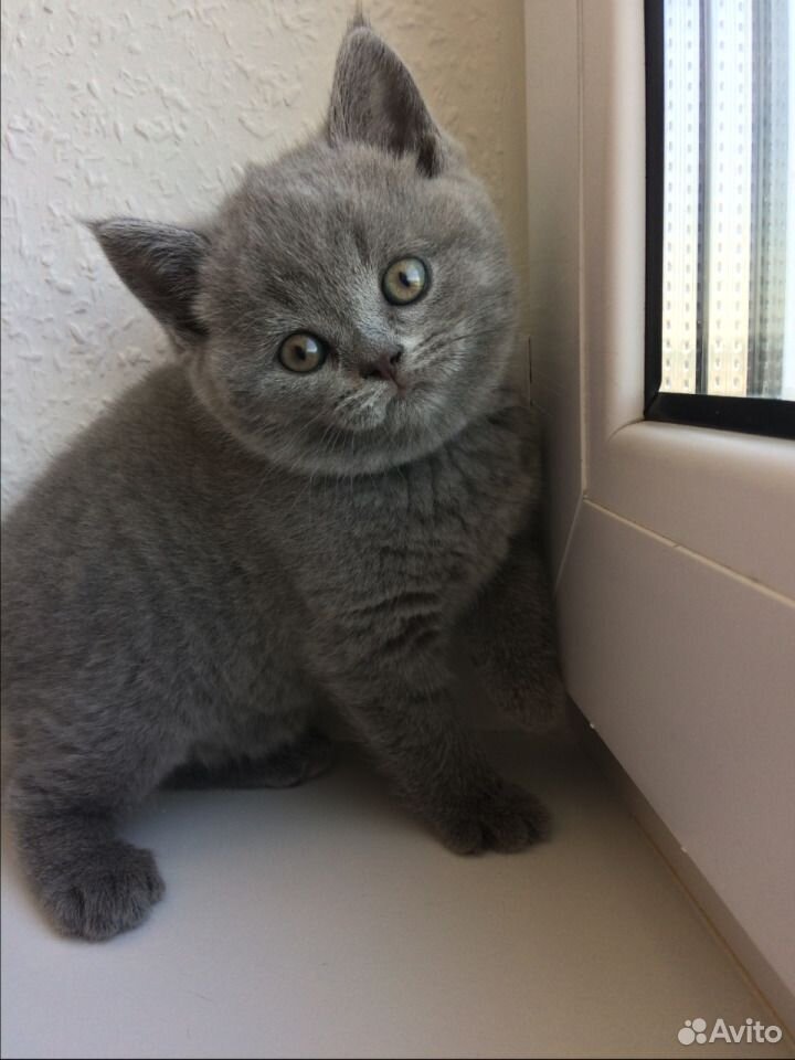 Продам британскую голубую красавицу