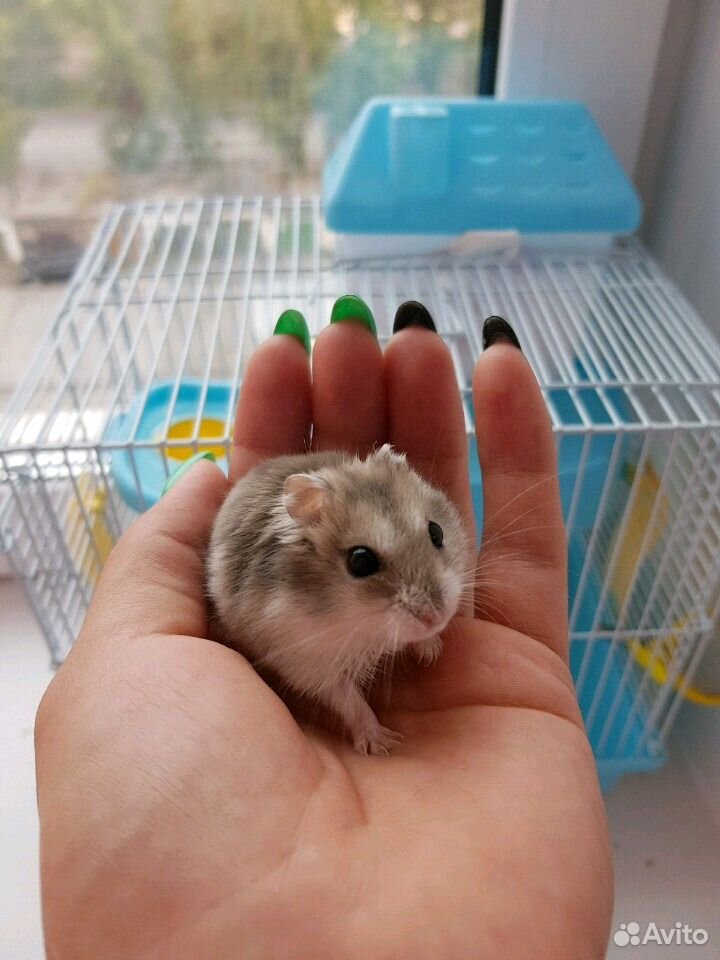 Отдам хомяка