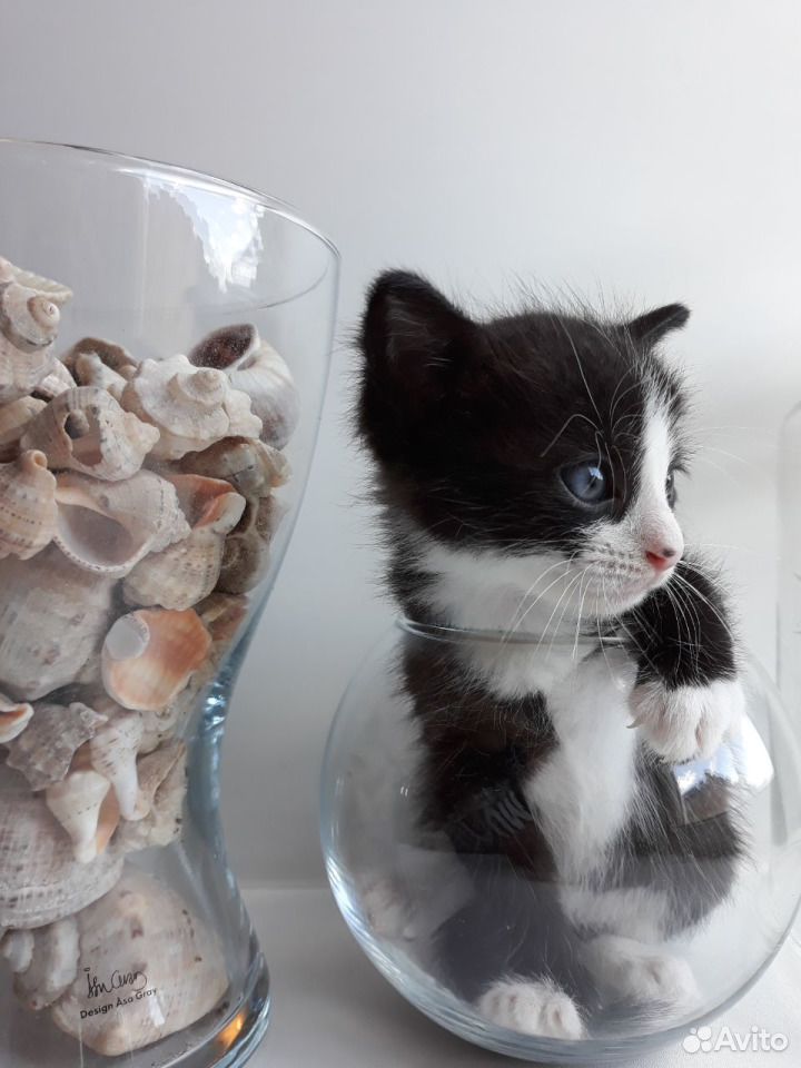 Котенок в добрые руки