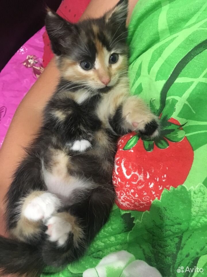 Котята