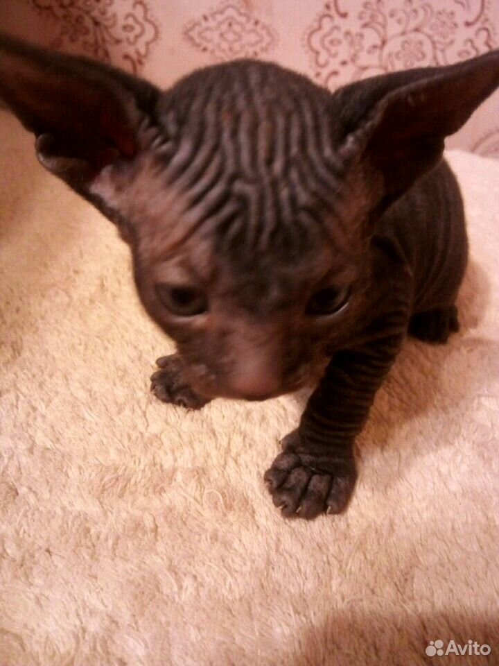 Донские сфинксята