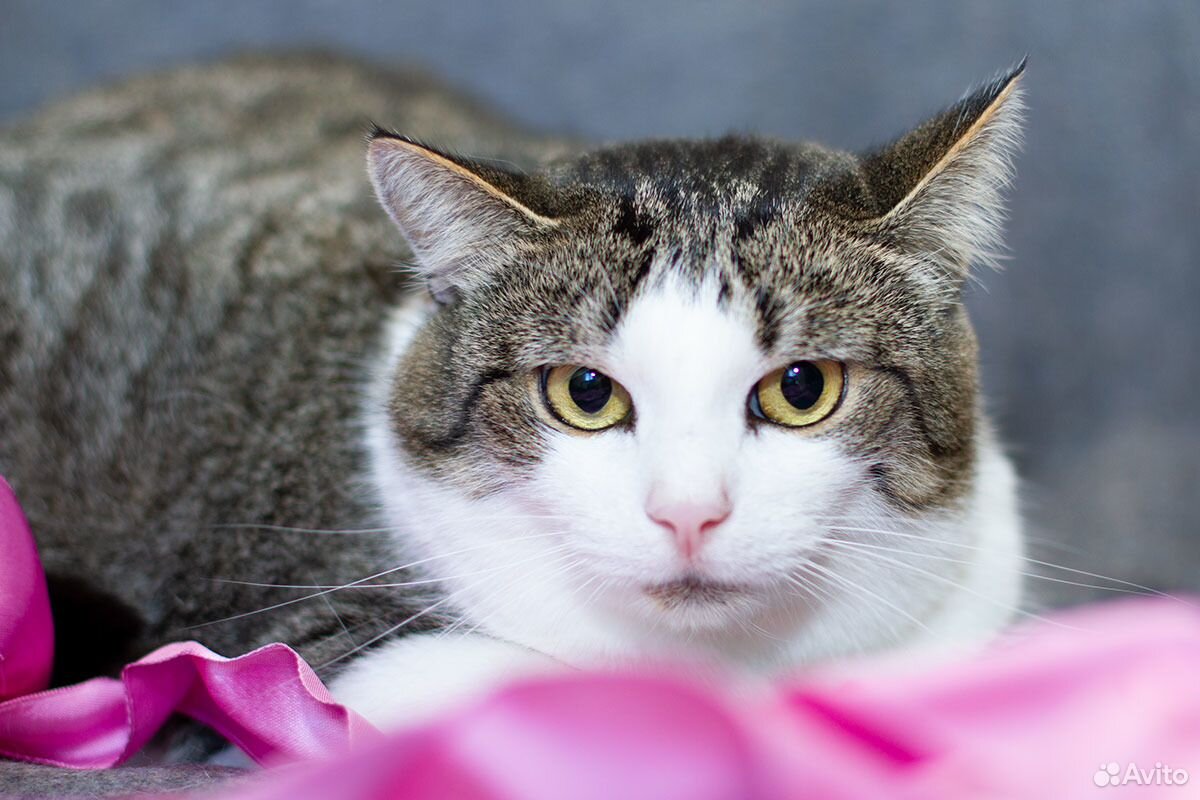 Неразлучная пара Фаня и Кика в добрые руки