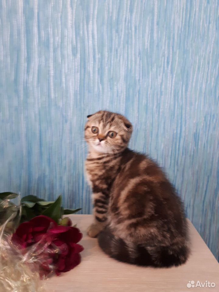 Вислоухая кошечка