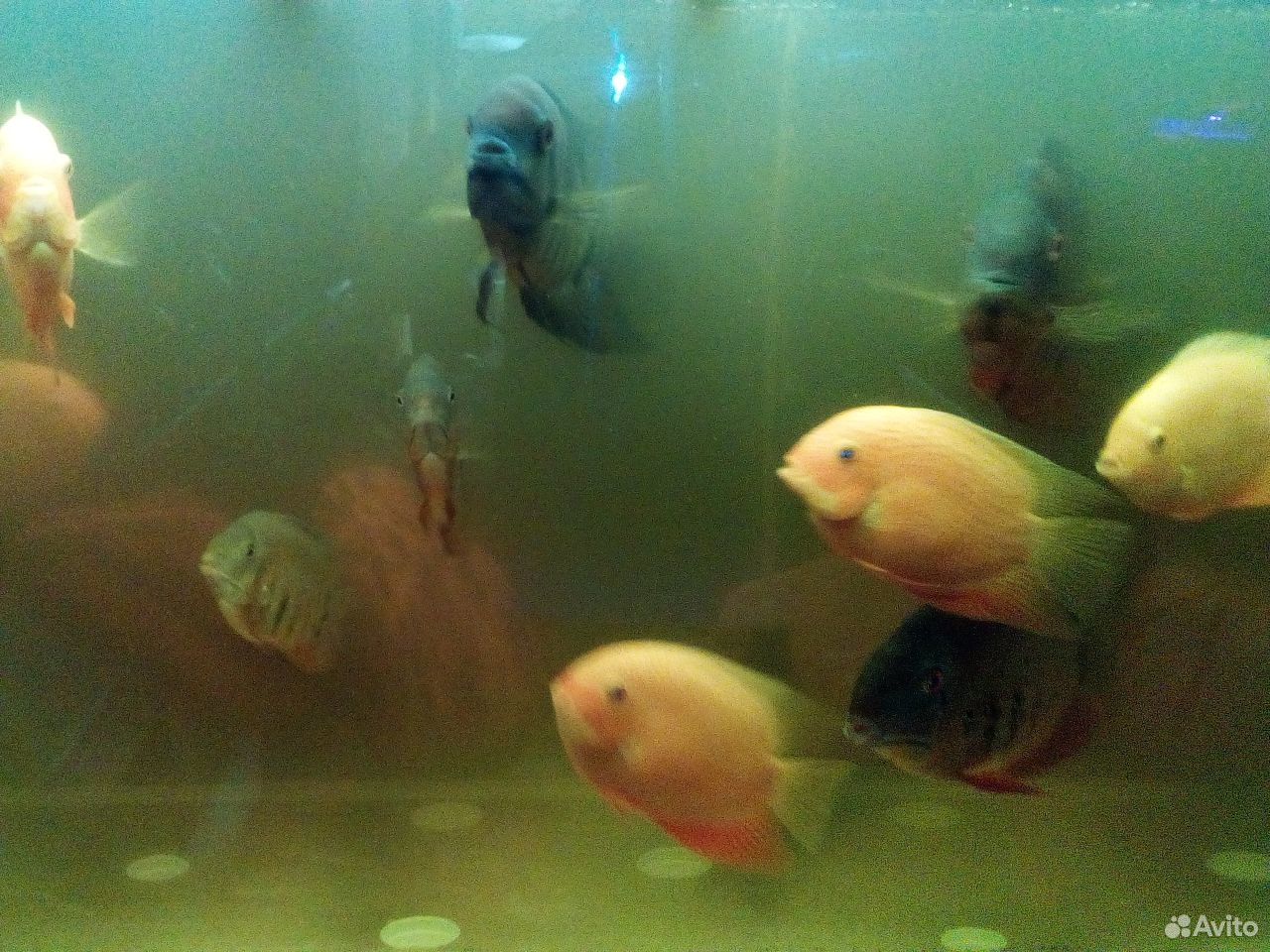 Продам цихлид