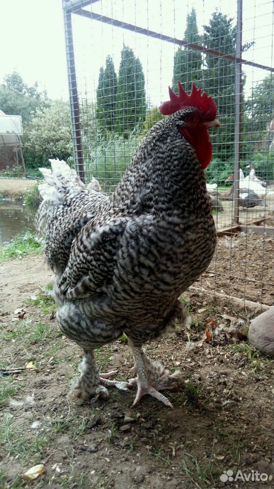 Мехеленская кукушка, инкубационное.яйцо и цыплята