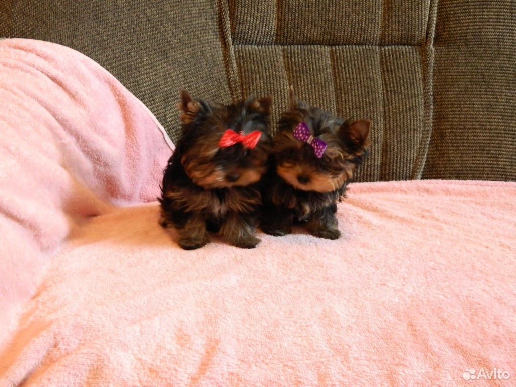 Йоркширский терьер Кукляша