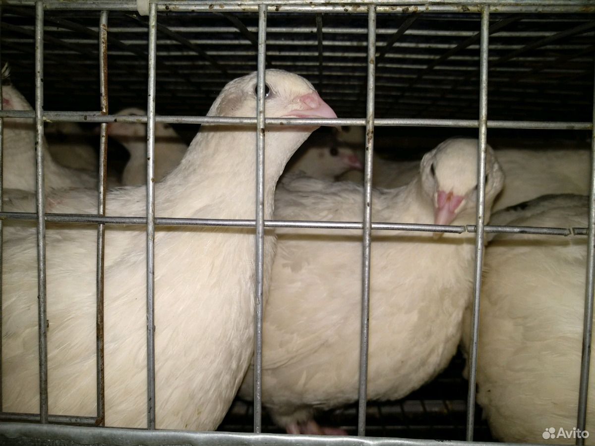 Техасские перепела