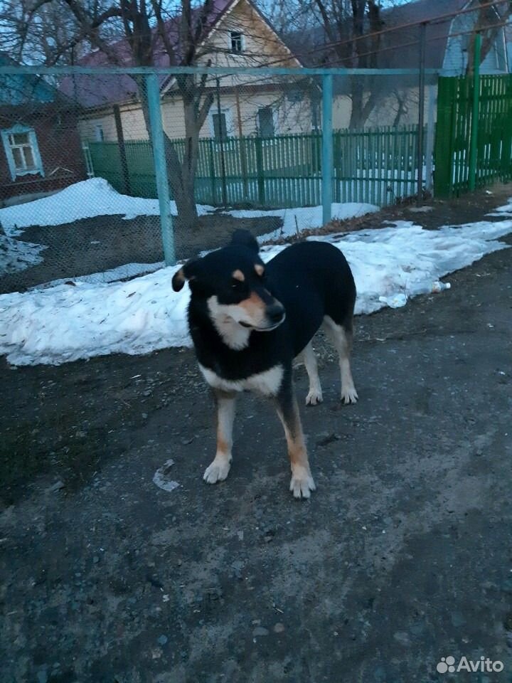 Стерилизованная собака 1,8 лет