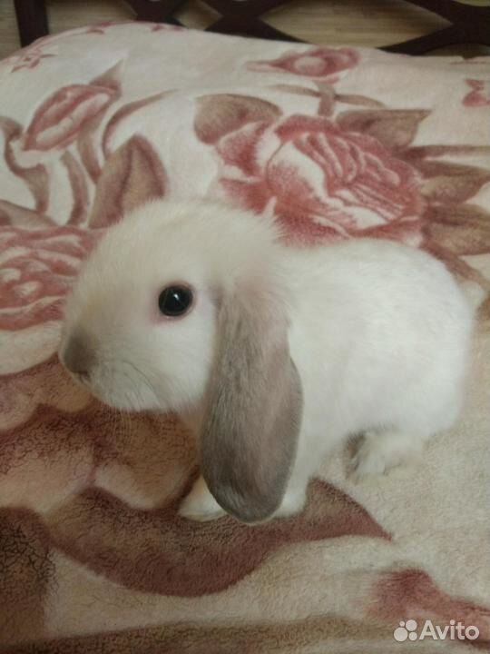 Декоративный карликовый крольчонок вислоухий баран