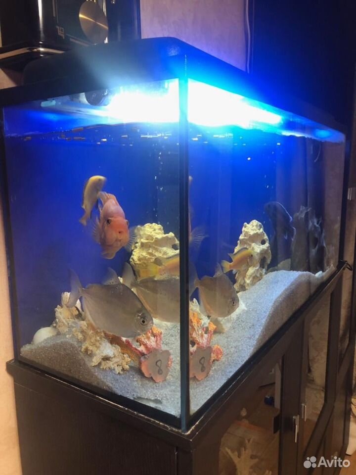 Аквариум
