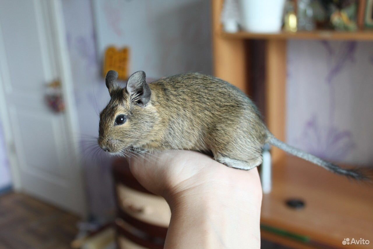 Бельчата Дегу