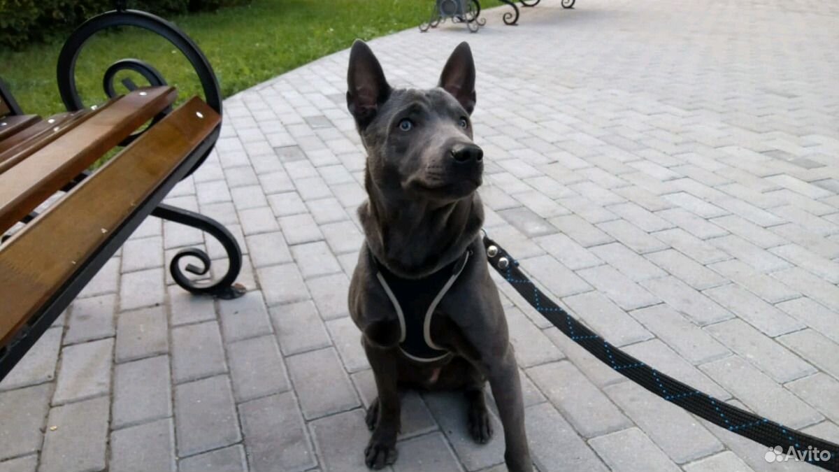 Тайский риджбек