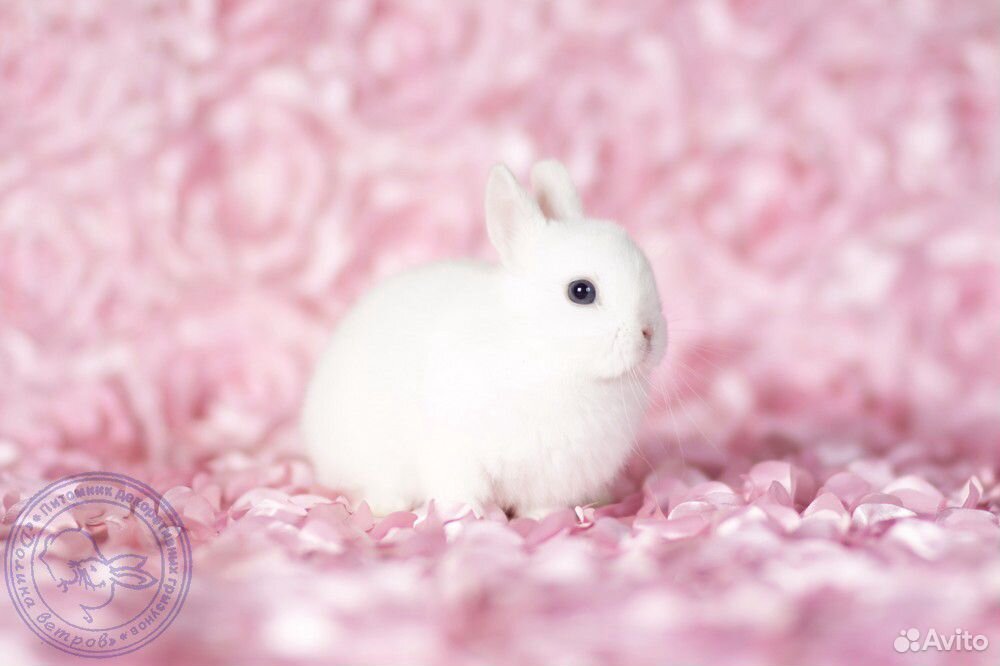 Белый кролик декоративный