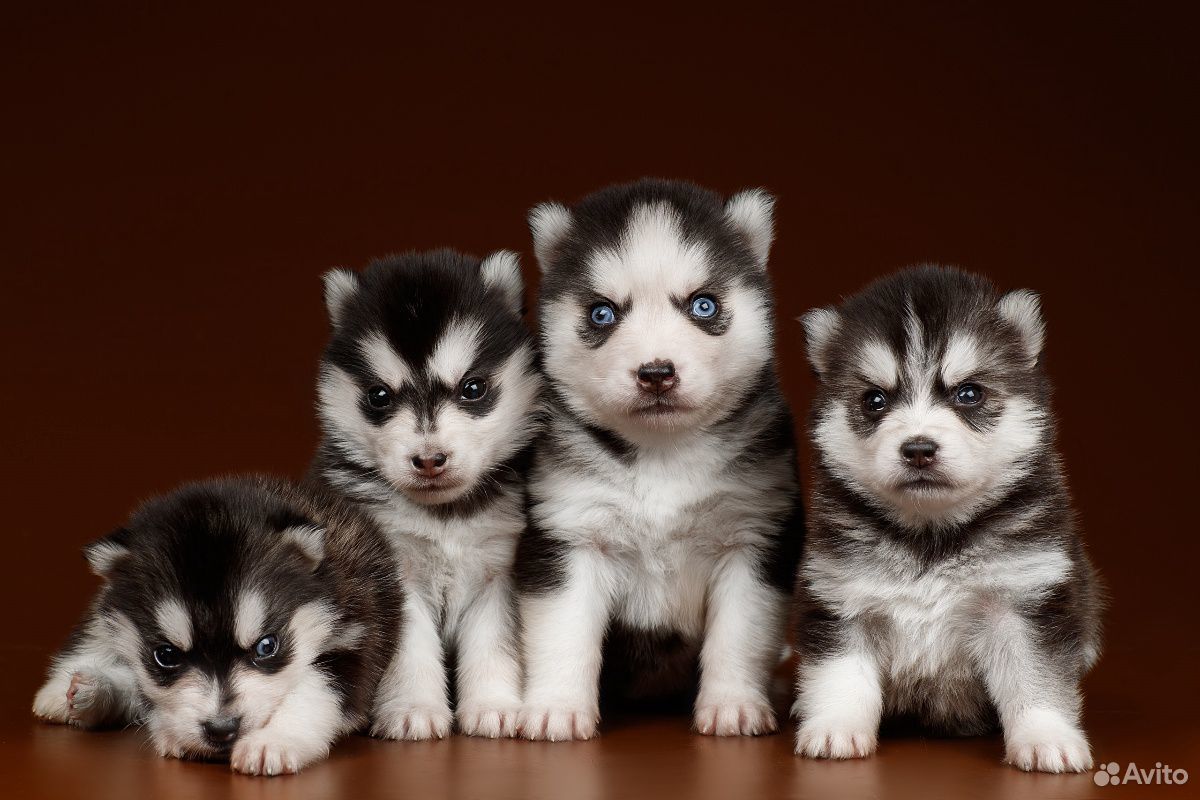 Эксклюзивные щенки помски