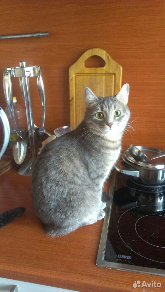 Кошка ищет дом