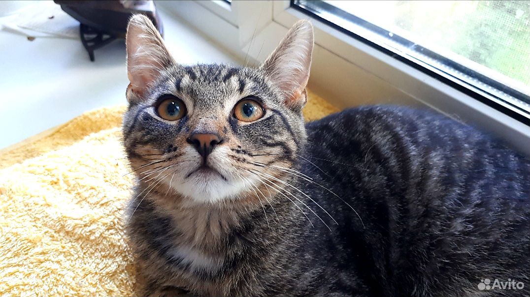 Полосатики