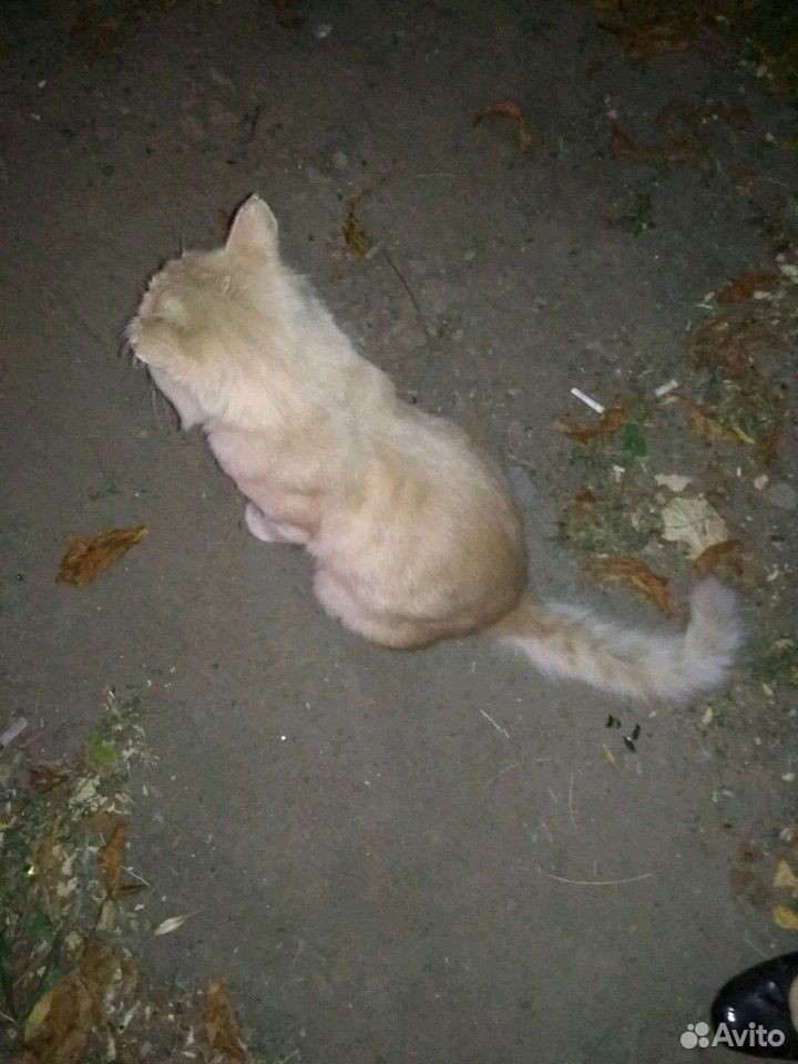 Котик персиковый ищет дом