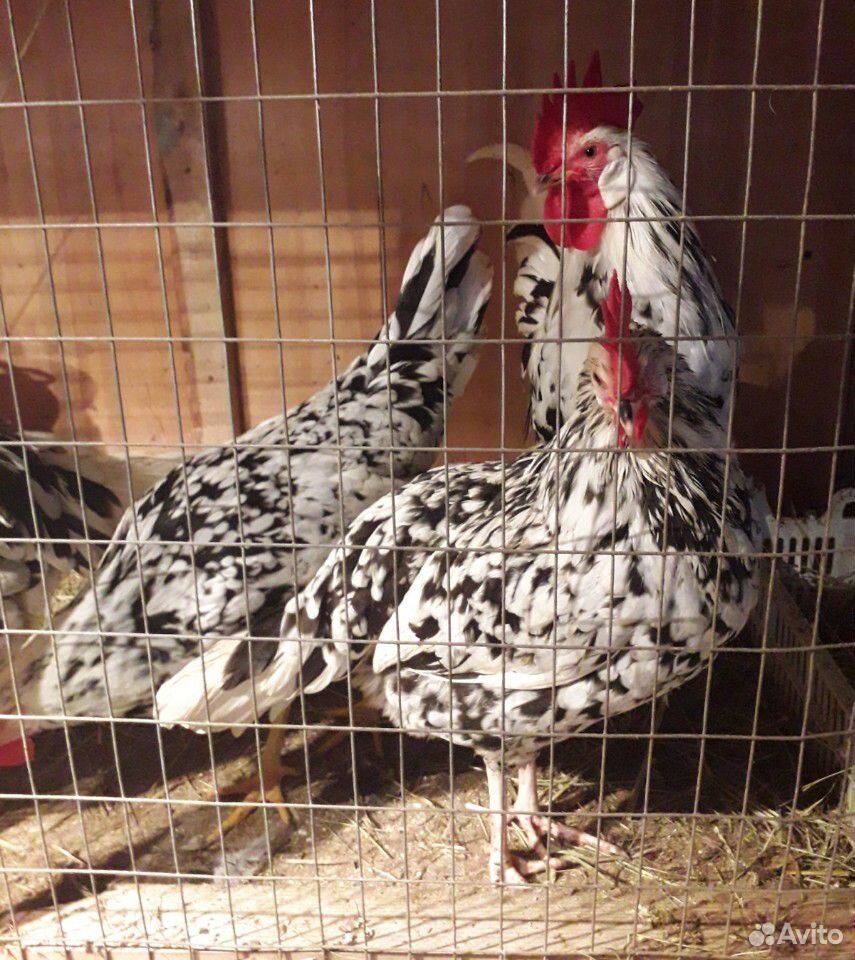 Леггорн долматинец и Амрокс цыплята