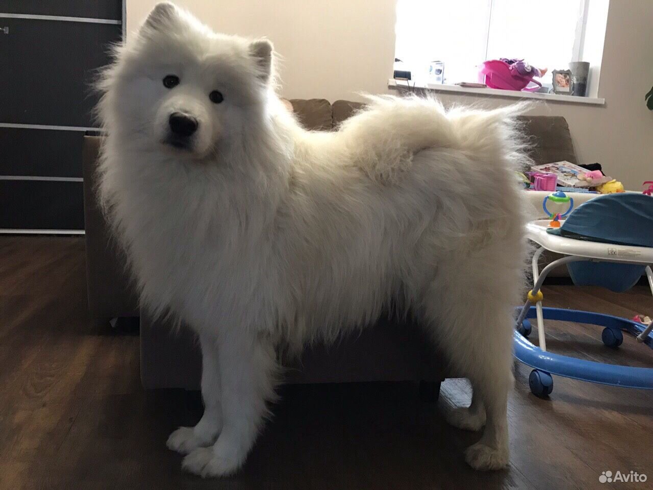 Самоедская лайка в добрые руки, бесплатно