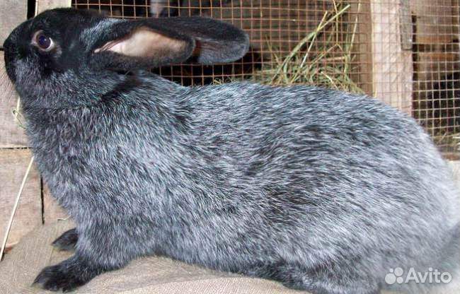 Кролик Полтавское серебро 2 мальчика,возраст 4 мес